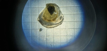 Orkney Shellfish Hatchery Successfully Cultures Native Flat Oysters on Land