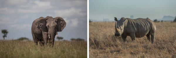 Born Free Launches Global Nature Recovery Investment Initiative