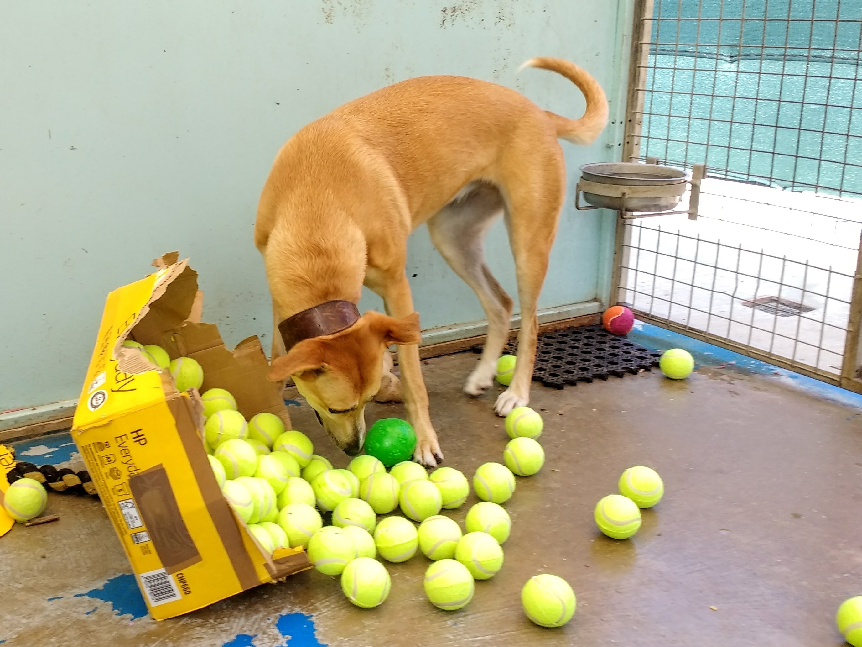 Herts animal charity receives new balls following Wimbledon collection