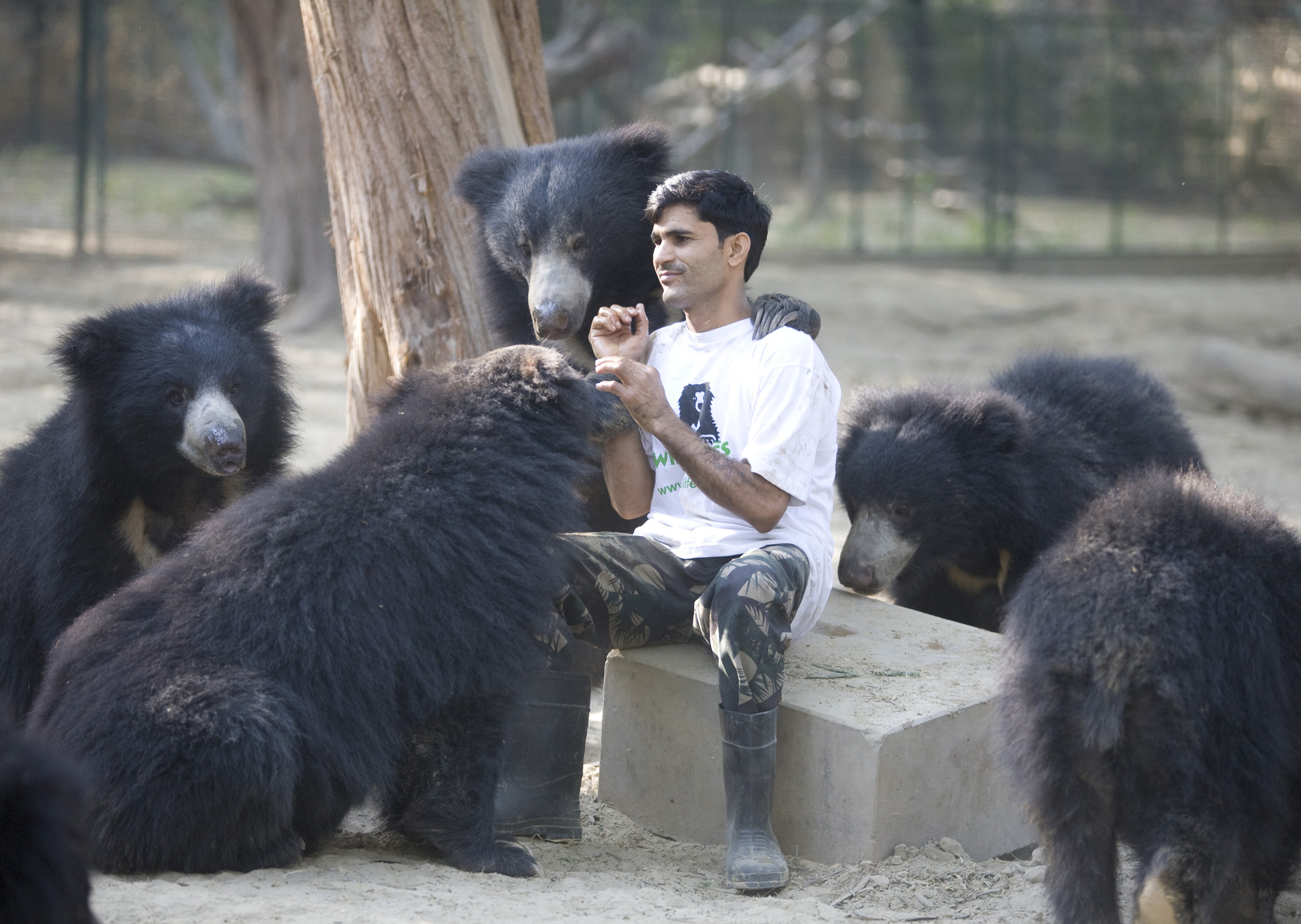 Bear sanctuaries in India funded by Sussex charity struggle to cope ...