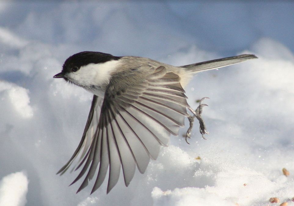 Analysis of 10,000 Species Reveals High Latitude Birds Better Equipped ...