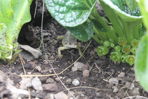 LITTLE DRAGONS WITH A SWEET TOOTH POLLINATE THE MYSTERIOUS “HIDDEN ...