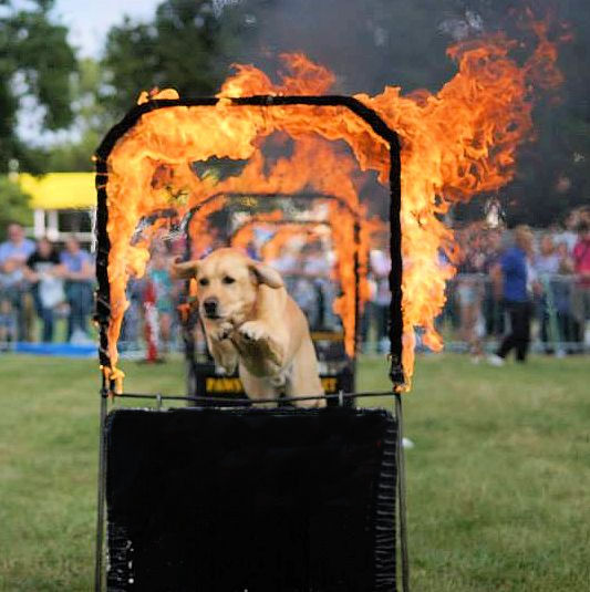 The Red Barrows and Daring Dogs Pack Out a Family and Dog Friendly ...