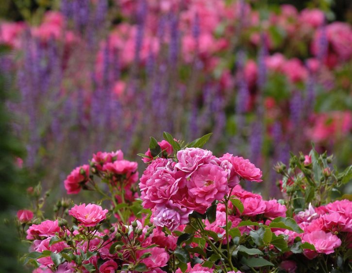 Quick Tips for Growing Roses - A Story Starter